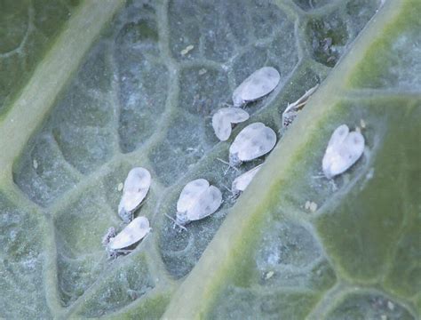 Cabbage Whitefly Wikigardener Fandom