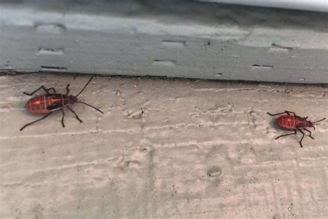 Red Bugs In House Causes Prevention And Solutions