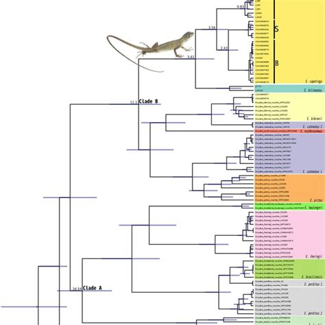 Phylogenetic Tree And Bayesian Inference Of Divergence Time Estimates Download Scientific