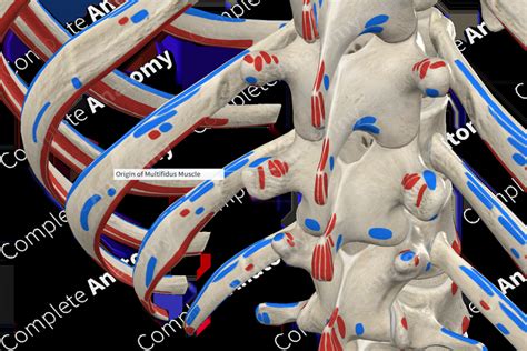 Origin Of Multifidus Muscle Complete Anatomy