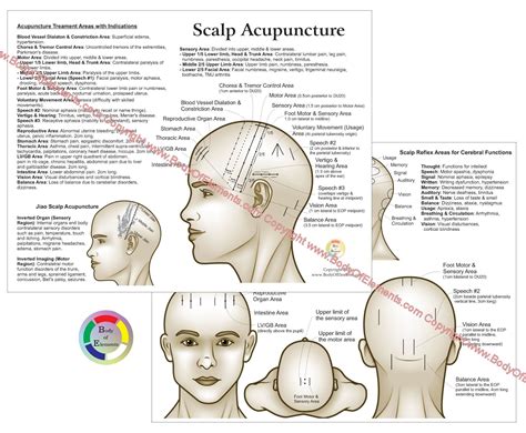 Scalp Acupuncture Points Chart 8 5 X 11 Body Of Elements
