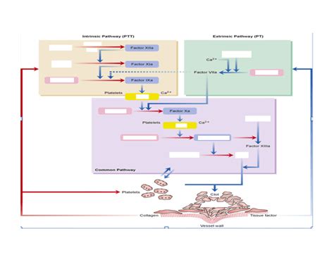 Coaggulation Cascade Quiz