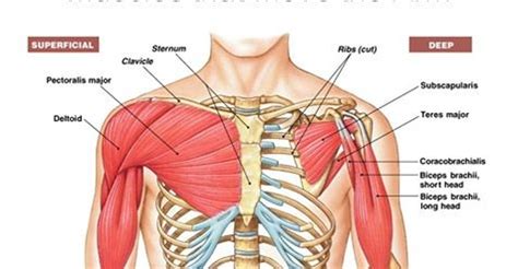 Arm Muscles Origin Insertion Nerve Supply And Action Anatomía