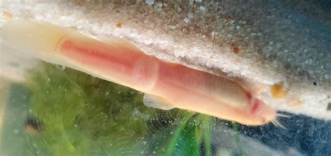 Albino Dojo Loach Raised Area On Skin Diseases Care