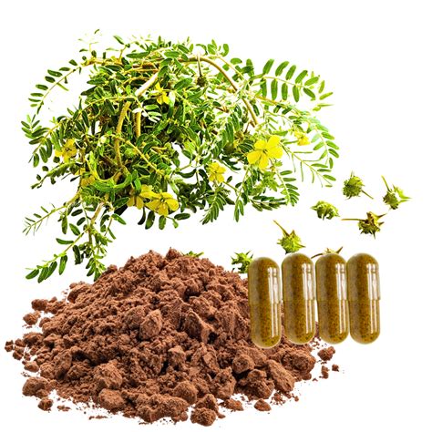 Tribulus Terrestris Extract