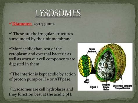 Cell Structure And Function Amannagpptx