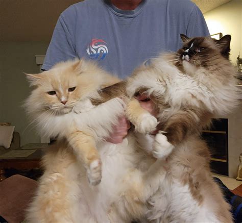 Brother Bottlebrushes Rbottlebrush