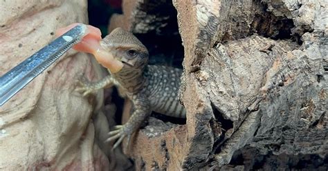 What Do Savannah Monitors Eat Xyzreptiles