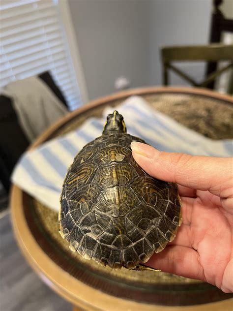 Shell Health And Sex Identification Rturtle