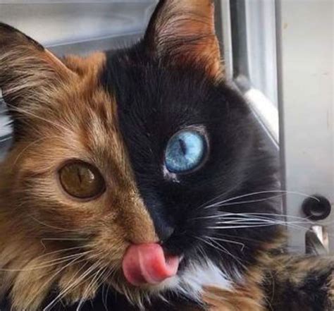 These People Captured Photos Of Things We Hardly Ever See In Real Life