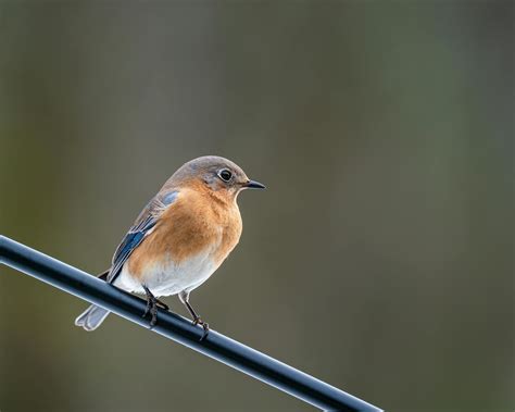 Thrush Bird Identification A Comprehensive Guide