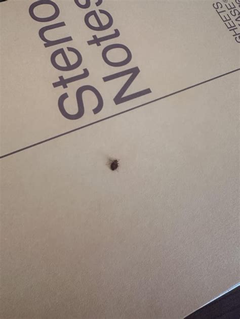 Identify Bug Rwhatsthisbug Identify Bug Rwhatsthisbug