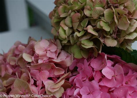 Lets Dance® Big Easy® Hydrangea Plant Addicts