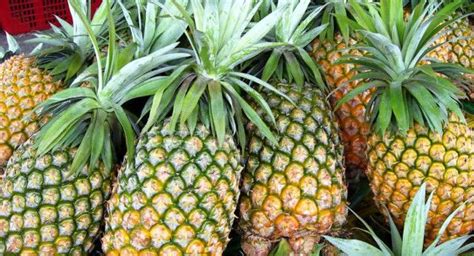 Alamat Ng Pinya Tagalog Dictionary Fruit Pineapple Organic Fruits