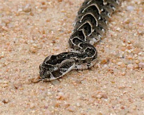 Puff Adder Facts Diet Habitat And Pictures On Animaliabio