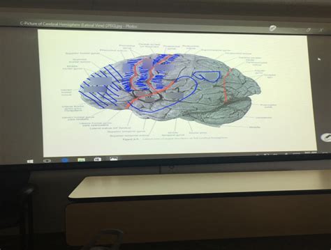 Anatomy Part 2 Diagram Quizlet
