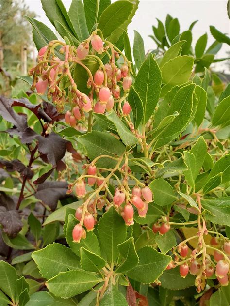 Arbutus Unedo Compacta Shooting Star Nursery