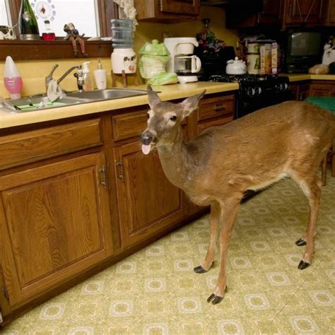 Jutarnji List Žena Se Vratila Doma I šokirala Prozor Je Bio Razbijen A U Kuhinji Ju Je čekao