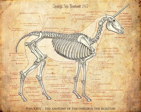 Life Size Unicorn Skeleton At Mary Galvin Blog