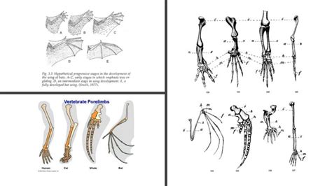 Homologous Similar Structures Are Evidence Of Common Design