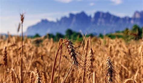Nature Wheat Farming Free Photo On Pixabay