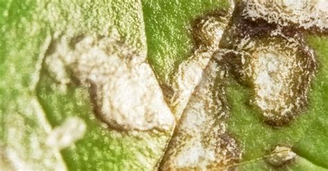 Sick Leaf Treatment And Control Love The Garden