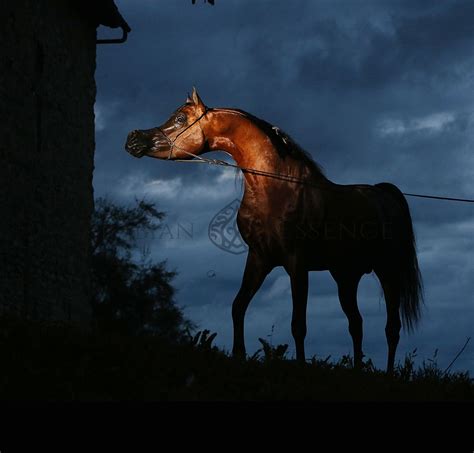 Fa El Rasheem Us Arabian Essence Tv