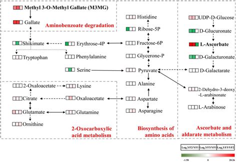 Heat Map Of Metabolites In Biosynthesis Of Amino Acids Pathway This