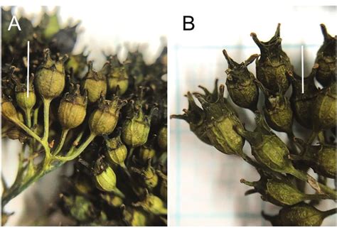 Molecular Phylogeny And Taxonomy Of The Hydrangea Serrata Complex