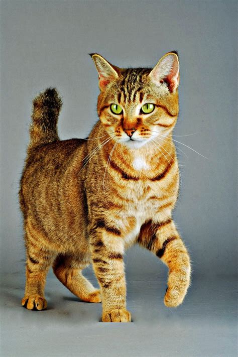 Pixie Bob Cat What Kind Of Cat Is This Pixie Bob Mancoon Or Is He A