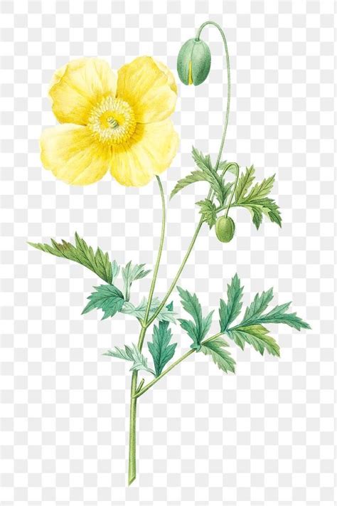 Download Premium Png Of Welsh Poppy Flower Png Botanical Illustration