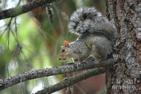 Bright Eyed N Bushy Tailed Photograph By Vivian Martin Pixels