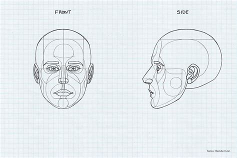 Head Proportion Drawing At Hunter Langham Blog