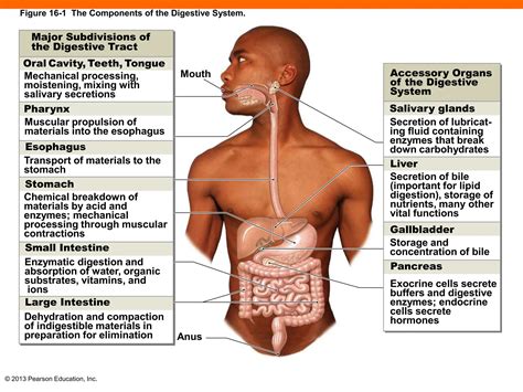 Anatomy And Physiology Of Digestive System Ppt
