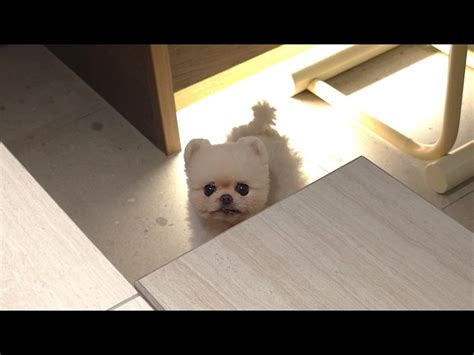 퐁키야~ 왜 눈썹이 앵그리야 강아지와 함께하는 키녹 호캉스 루퐁이 경주 여행 V Log