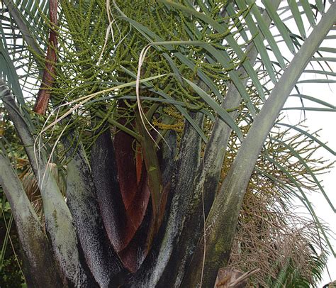 Dypsis Decaryi Identifying Commonly Cultivated Palms