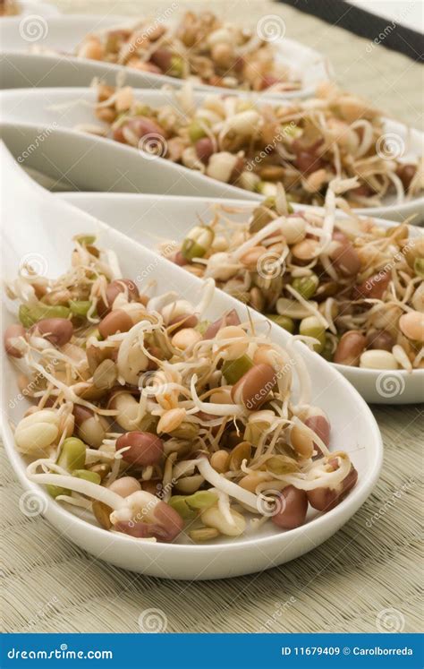 Assorted Sprouts Stock Image Image Of Seeds Still 11679409