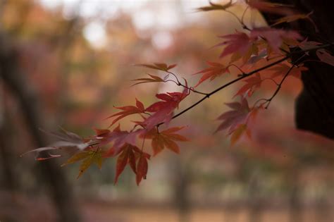 배경 화면 일본 햇빛 자연 빨간 분기 소니 봄 도쿄 Jp 가을 시즌 플로라 Cc 자이스 쵸후 근심의 Distagonfe35mmf14