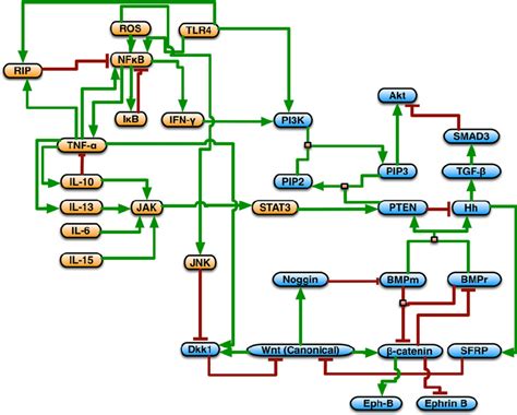 Signaling Networks Instantiated In Segment Morphogen Signaling Pathway