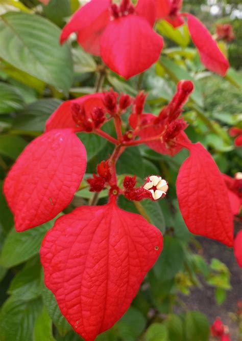 Nusa Indah Merah — Socfindo Conservation