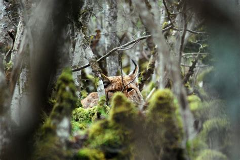 Balkanski Ris Mačka Kojoj Smo Mi Prešli Put Czip