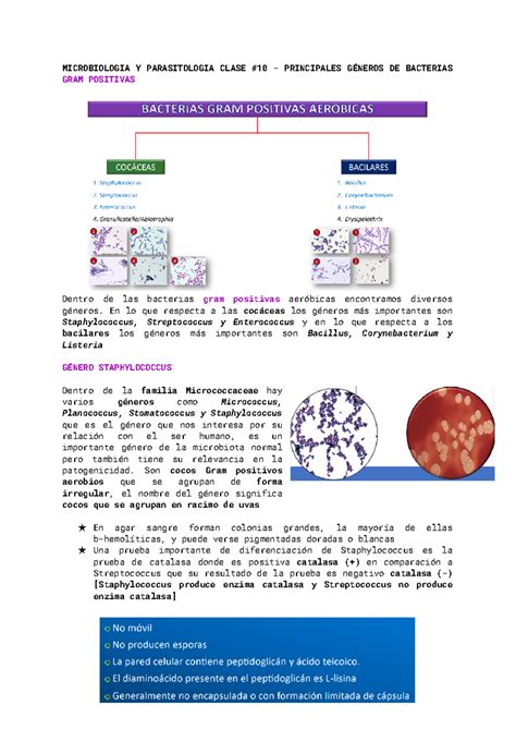 Clase 10 Principales Generos De Bacterias Gram Positivas