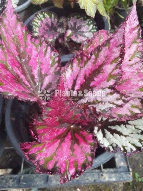 Bigoniya Plants For Sale Plants And Seeds