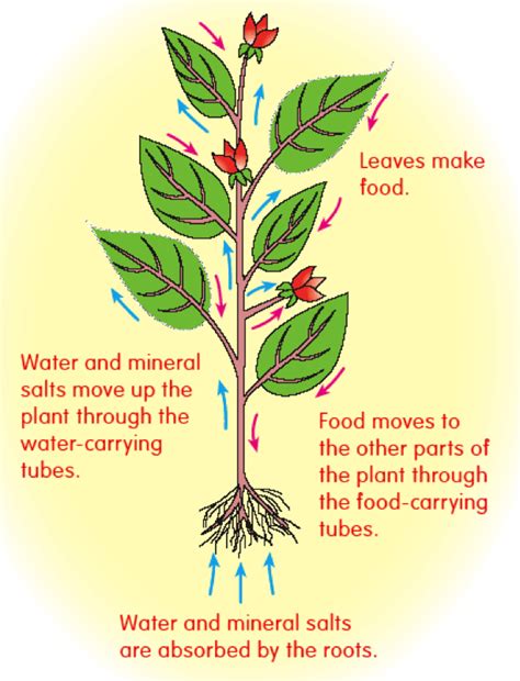 Transportation In Plants Class 10 Cbse Class Notes Online Classnotes123
