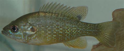 Virginia Tech Ichthyology Class Green Sunfish Is One Tough Sparring