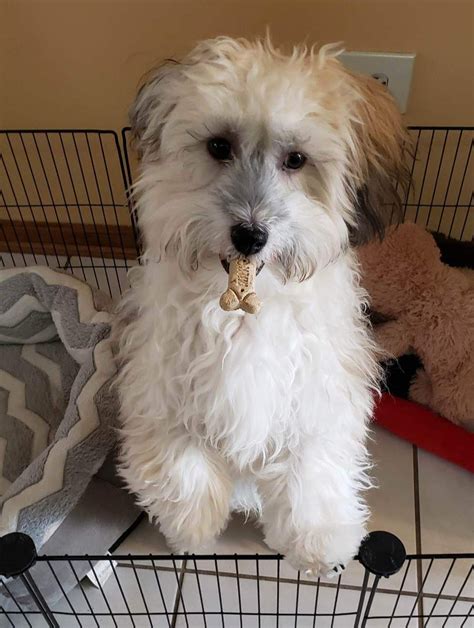 Its Hard Not To Miss Harrisons Cute Face When Im Away R Havanese