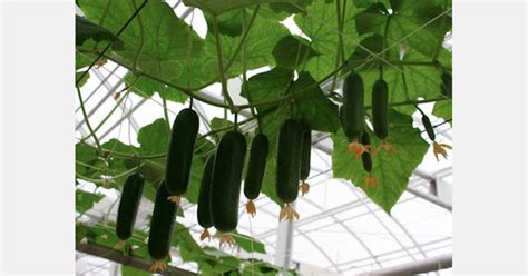 Effects Of Exogenous Application Of Pgrs On Growth Yield And In Vitro