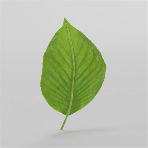 Blenderkit Download The Leaf Model