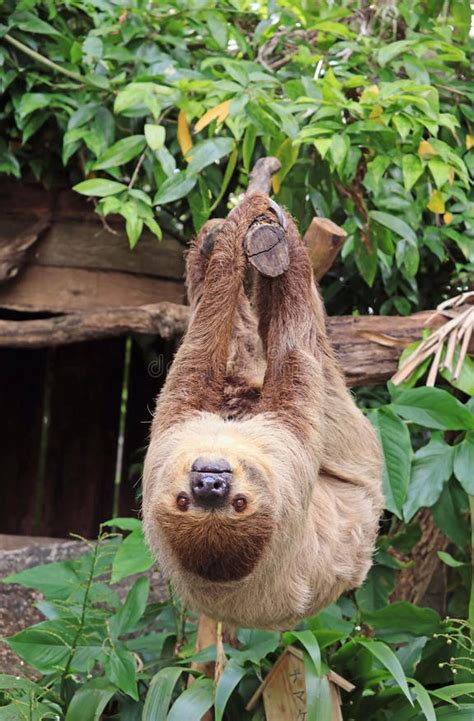 Beautiful Two Toed Sloth Hanging Upside Down From The Tree Branch Stock