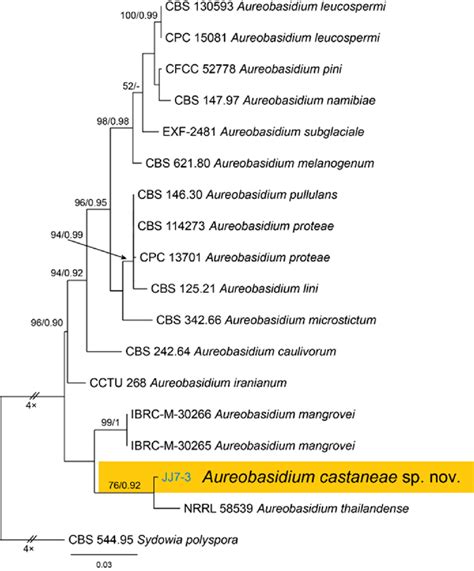 phylogram generated from raxml analysis based on combined its and lsu
